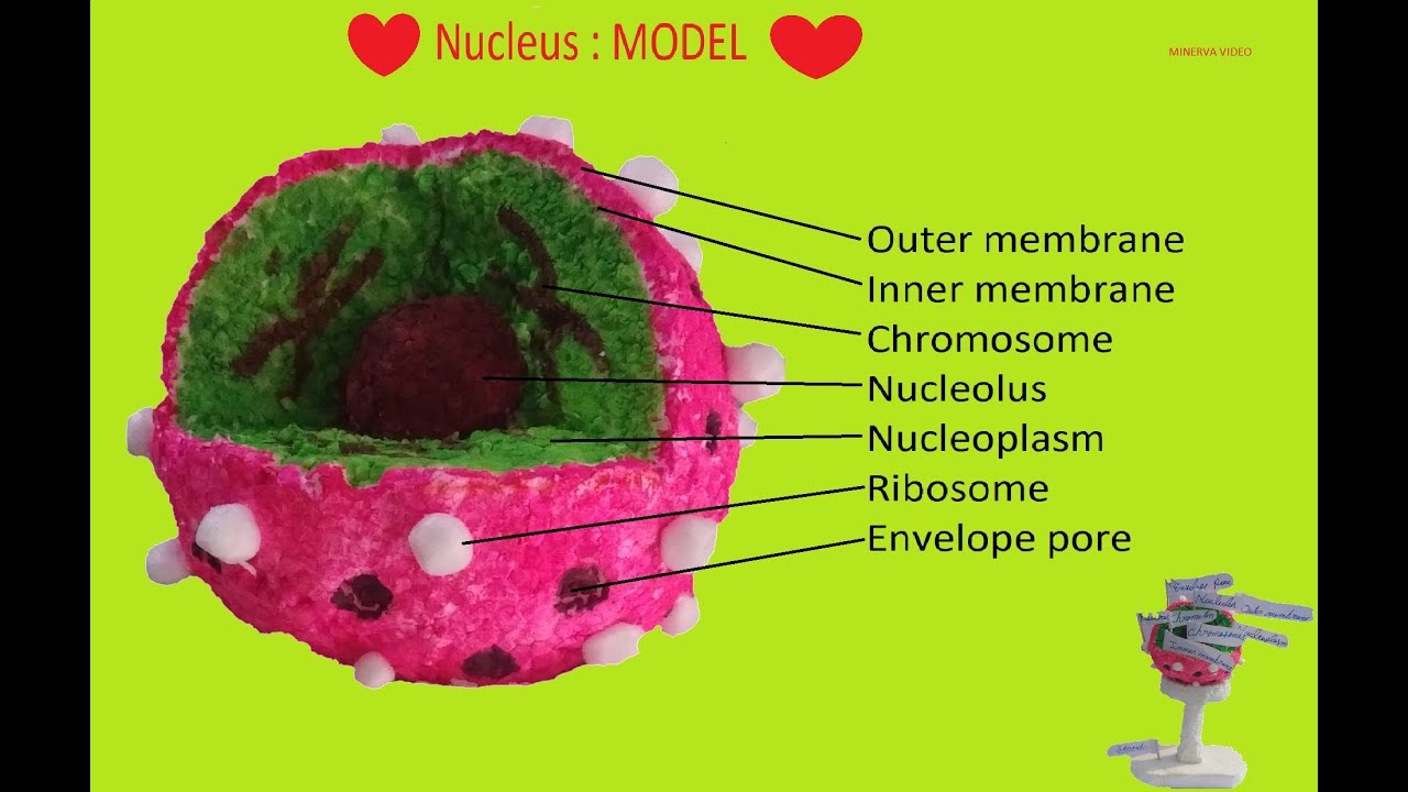 science biology model of nucleus //minerva video - YouTube