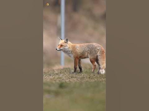 Red Fox Sounds - YouTube