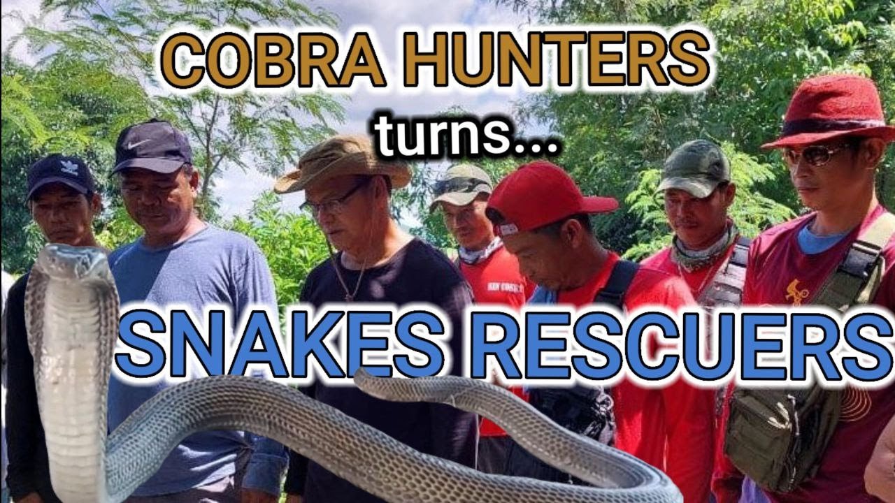 COBRA HUNTERS TURNS SNAKES RESCUER - TROPANG BOSS LAR STORY - YouTube