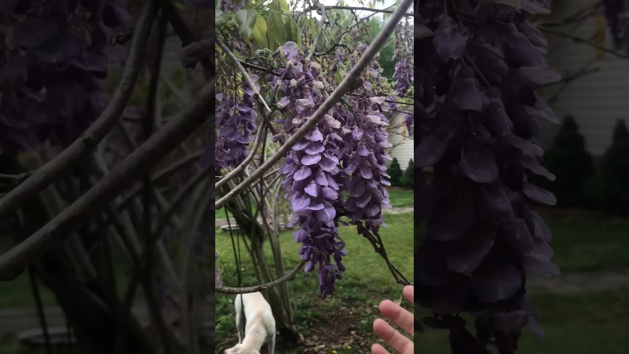 Wisteria vine trained into a tree - YouTube
