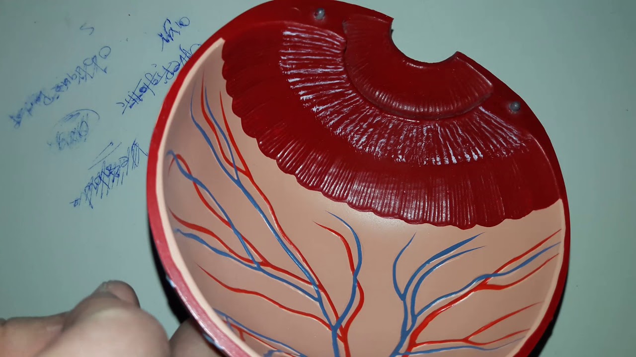 Anatomy : The eyeball - YouTube