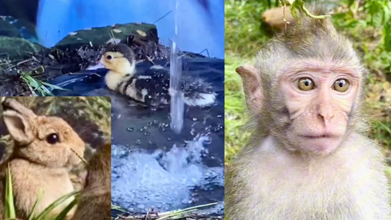 Have Fun With Monkey Dodo and Friends - YouTube