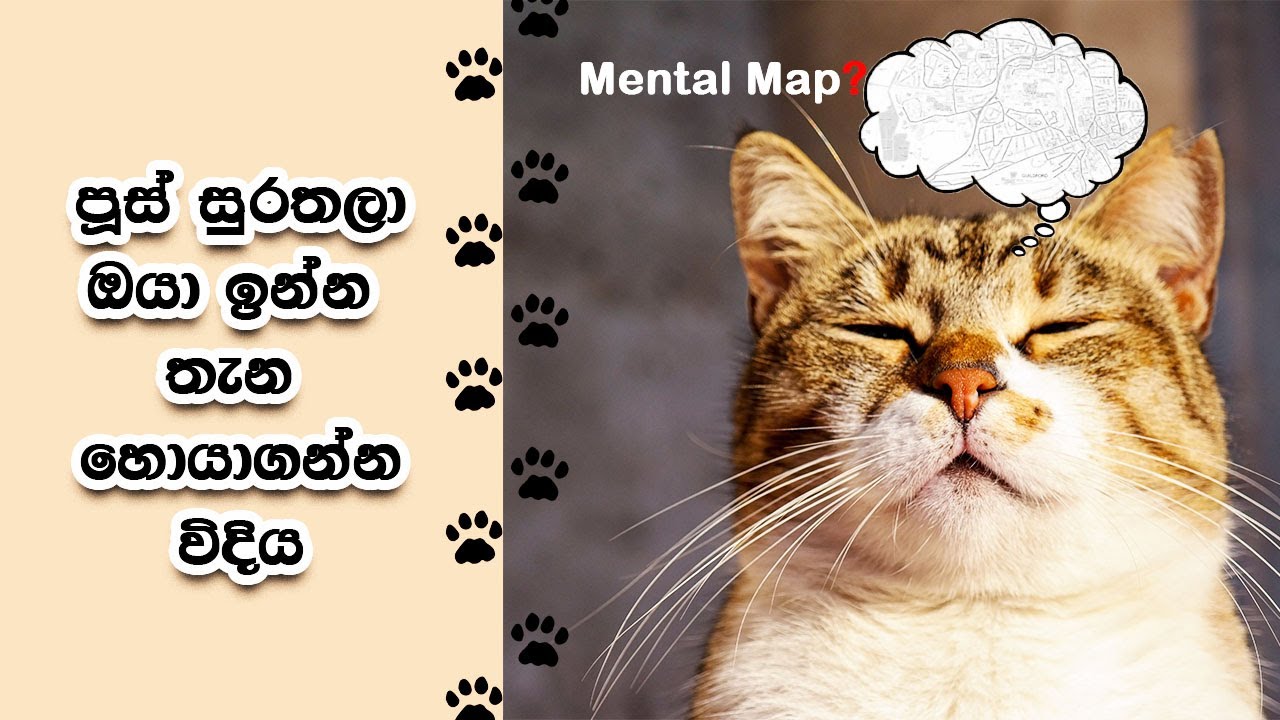 Uncover the Amazing World of Cat Behavior - CatVido Sinhala - YouTube