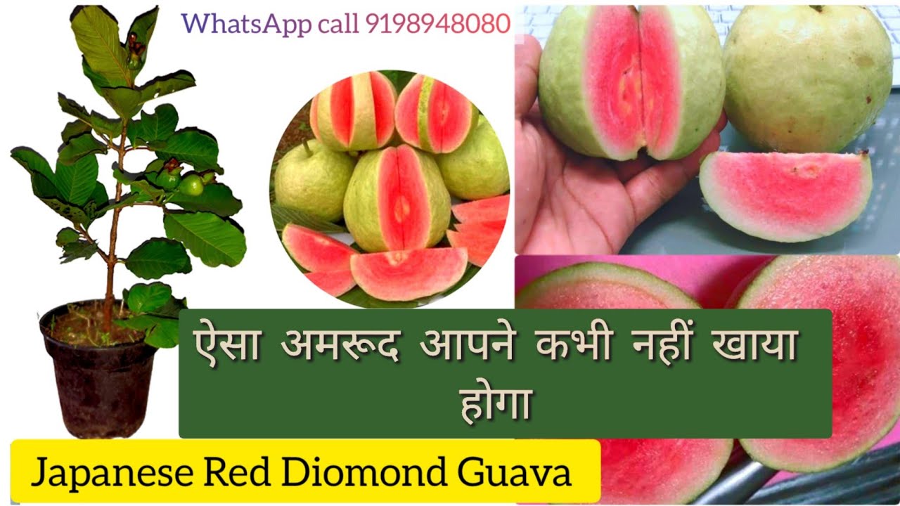 Japanese Red Diomond guava || Lucknow Malihabad Uttar Pradesh|| - YouTube