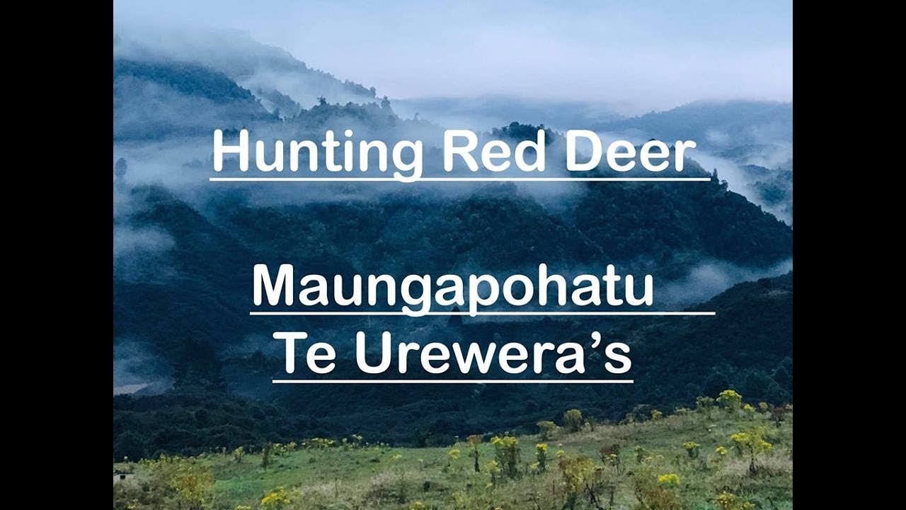 Hunting Red Deer Maungapohatu Te Urewera's - YouTube