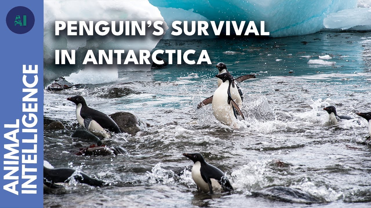 How does a penguin colony defend itself? | AI - YouTube