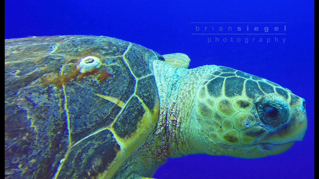 When a 100 year old Turtle follows you around your entire dive.. - YouTube
