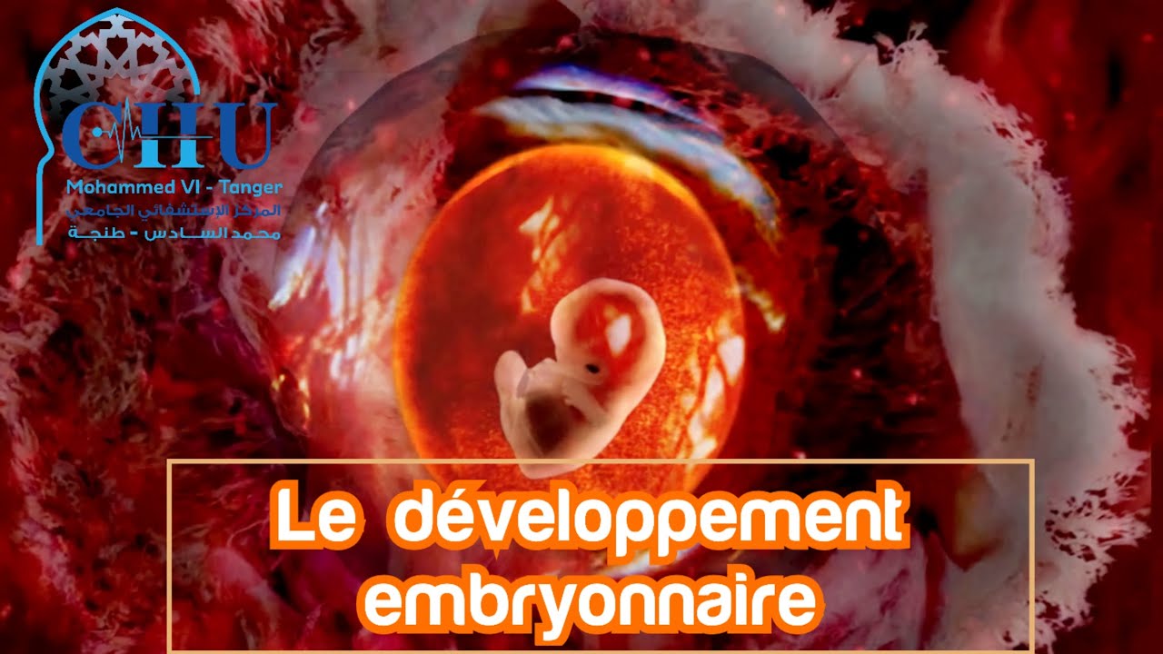 le développement embryonnaire: La segmentation - YouTube