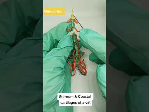 Sternum & Coastal cartilage - YouTube