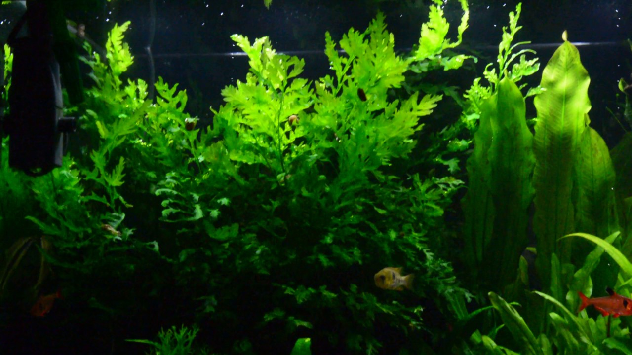 ACUARIO HELECHOS 12/04/2017 - YouTube