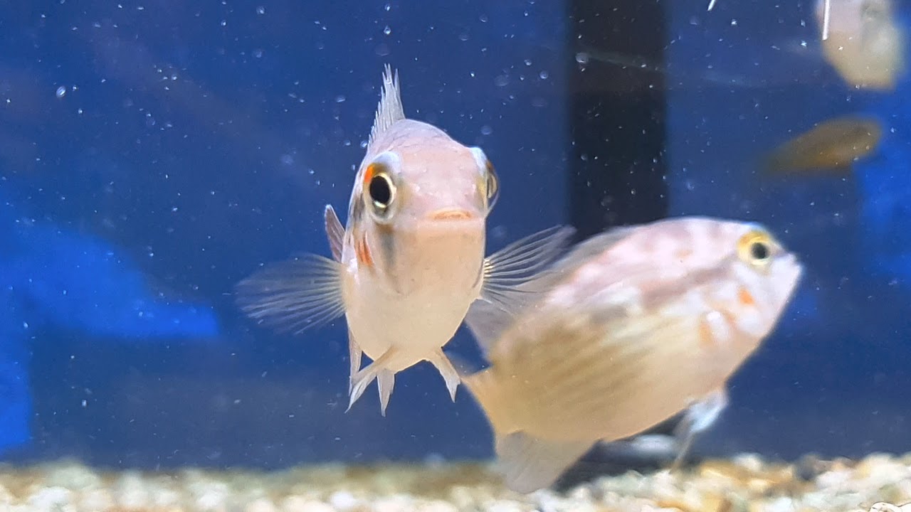 Krobia xinguensis - YouTube