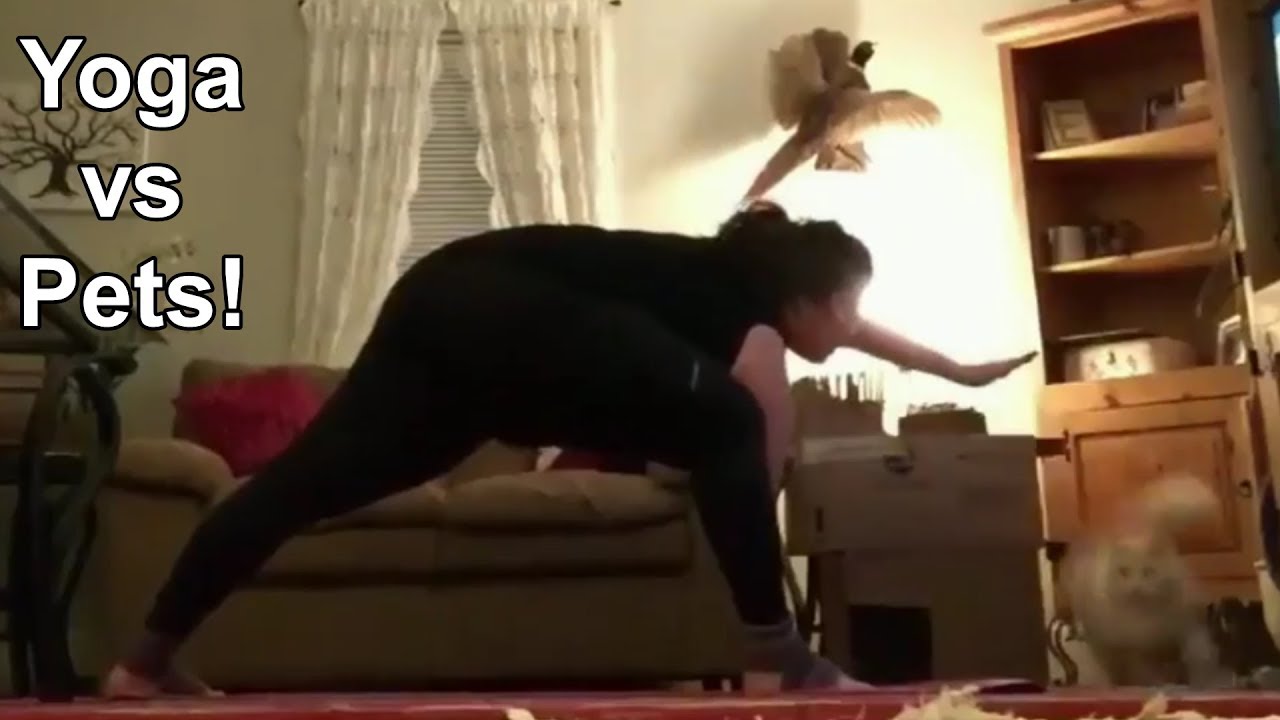 Yoga Fails with Commentary! - YouTube