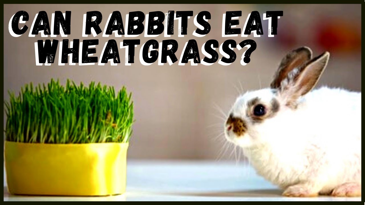 Can Rabbits Eat Wheatgrass? - YouTube
