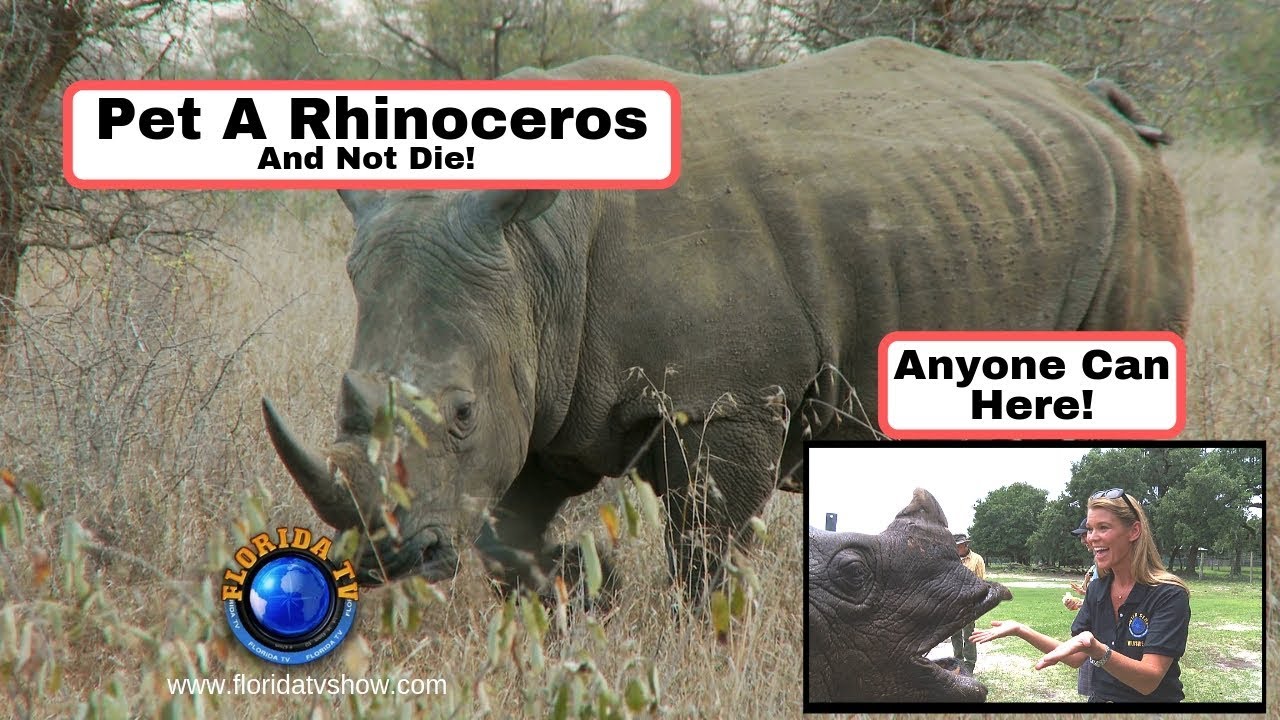 Pet A Rhino Without Dying! - As Seen On Florida TV - YouTube