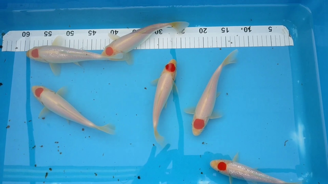 Absolute Koi tancho selection - YouTube