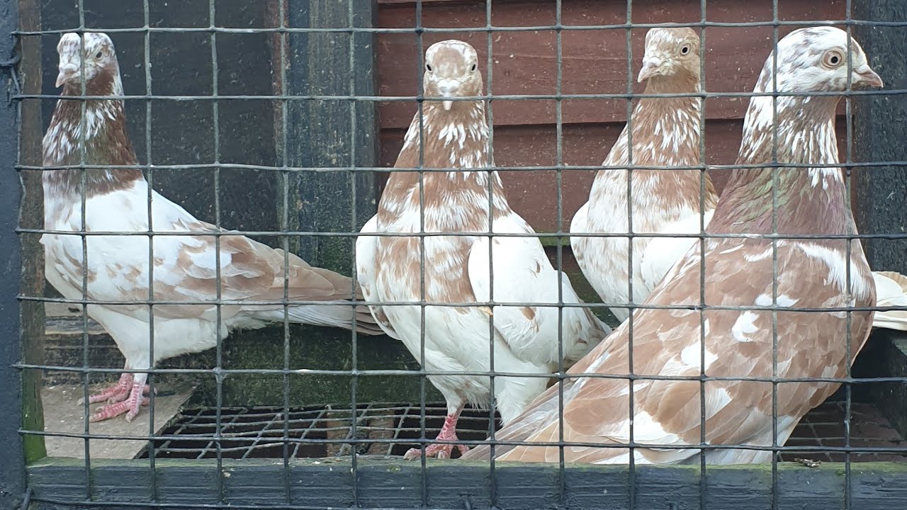 High flying Tippler flight...8/4/2020 - YouTube