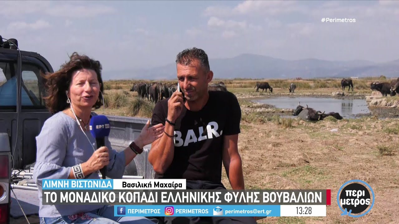 Λίμνη Βιστωνίδα-Βουβαλοτροφία: Ένα «λαβωμένο» επάγγελμα που ανακτά το ...