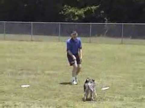 Amazing Dog Catches Frisbee While Doing Backflip - YouTube