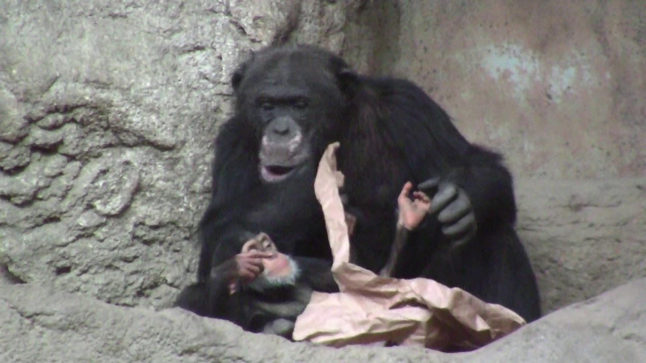 chimp Chief Frodo with Little Makeni, Zoo Leipzig, 030120-50 - YouTube