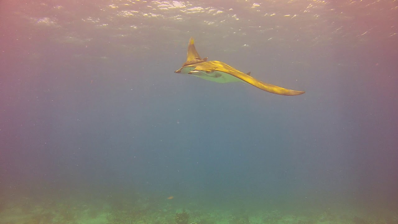 mantarraya diablo ( isla catalina ) - YouTube