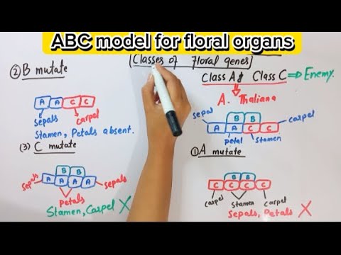 ABC model for floral organ development|Plant physiology. #physiology ...