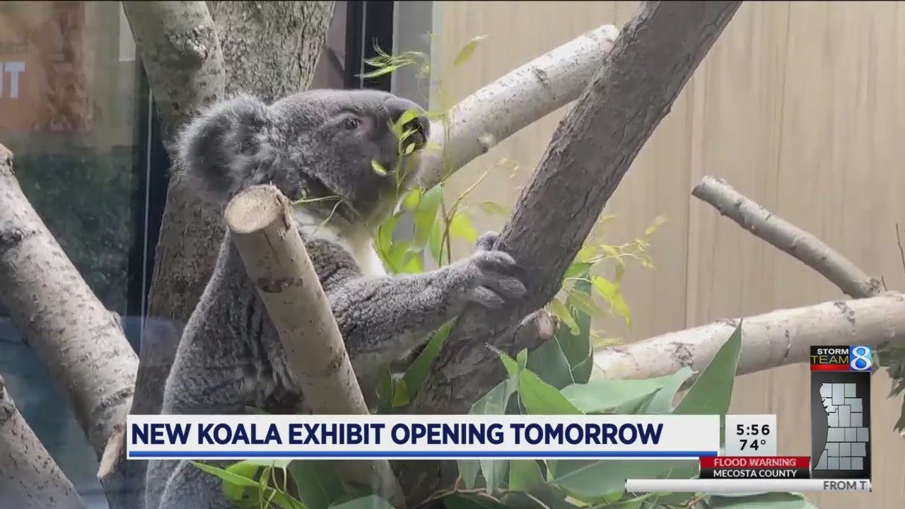 Koala exhibit to open for summer at John Ball Zoo - YouTube