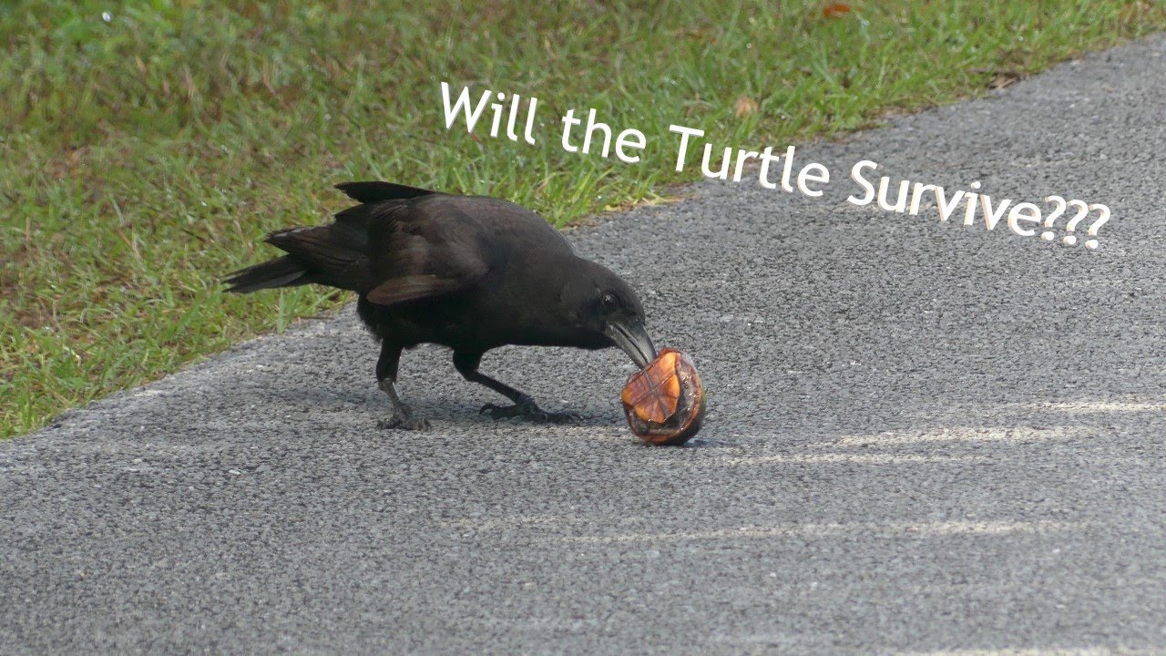 Crow ATTACKS a BABY TURTLE AND THIS HAPPENED... - YouTube