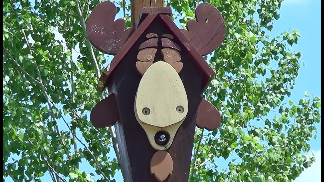 Tree Swallow In Moose Nesting Box - YouTube