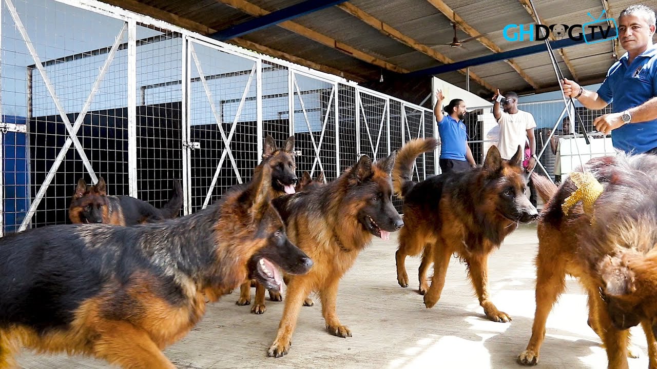 German Shepherds play with Dog Breeder in their kennel - YouTube