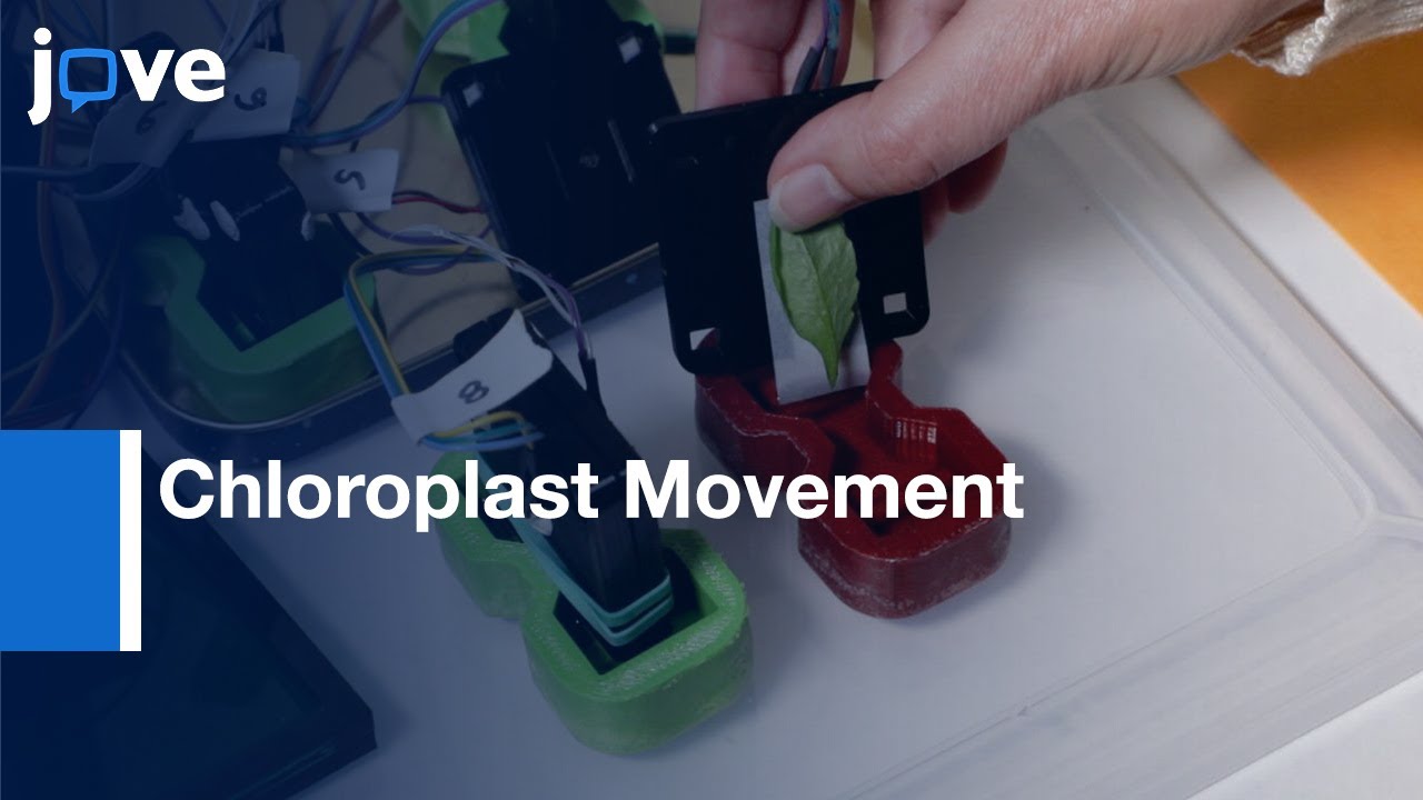 Leaf Transmission Alterations to Investigate Chloroplast Movement ...