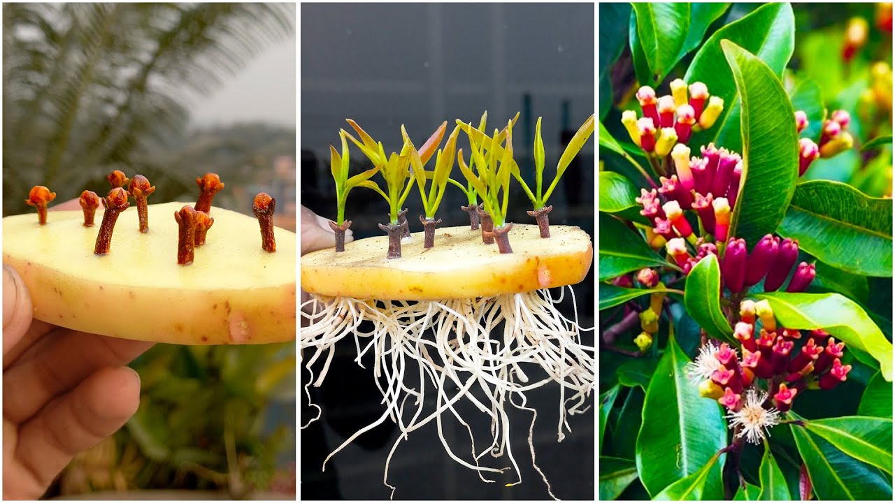 Amazing idea for grow clove plant at home from cloves || Simple method ...