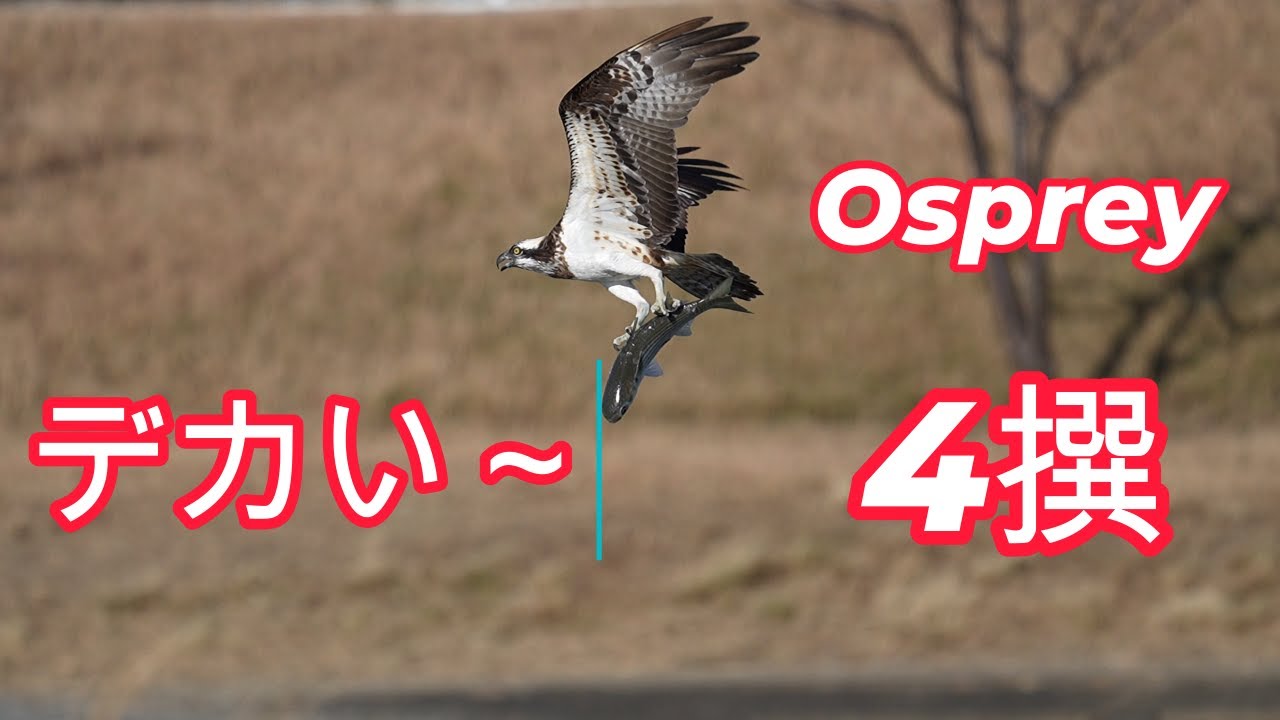 2024.12.17 Ospreyが躍動する Osprey comes alive - YouTube
