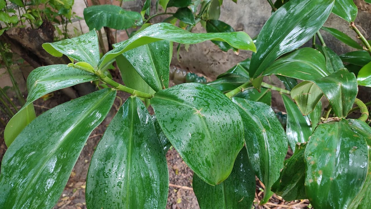 Conhecendo um pouco da planta cana do brejo - YouTube