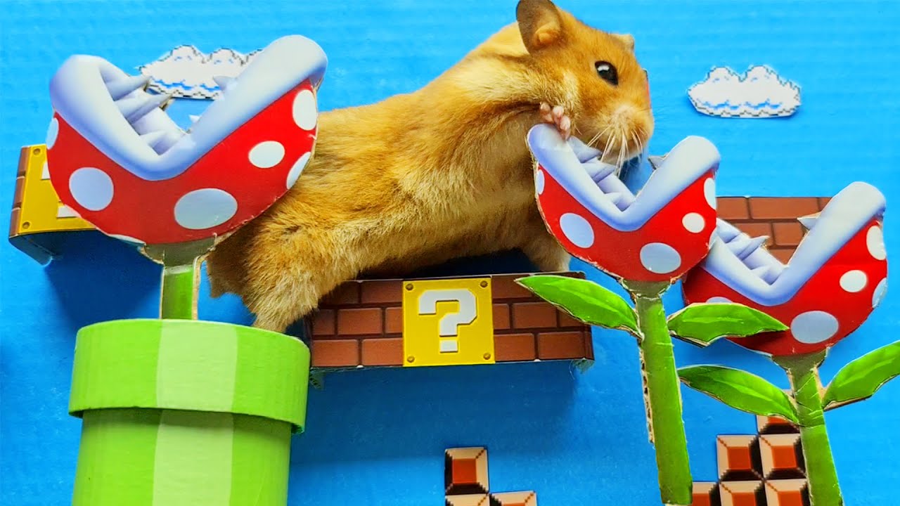 Game Super Mario Bros Hamster Obstacle Course 4 levels maze in Hamster ...