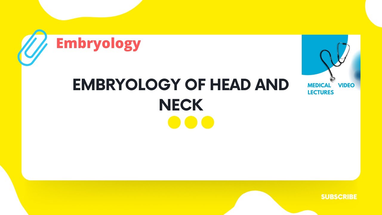 Embryology of Head and Neck - YouTube