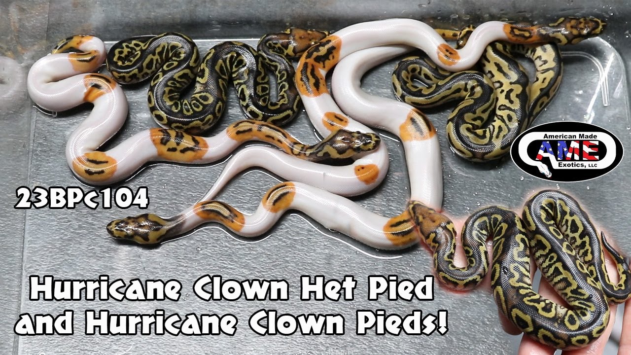 Hurricane Clown Het Pied and Hurricane Clown Pieds! 23BPc104 AME - YouTube