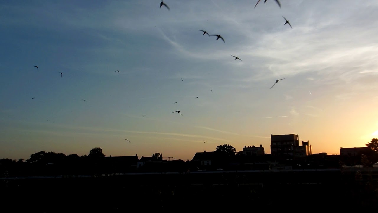 Common swift Apus apus. Screaming parties in the evening 20180626 ...