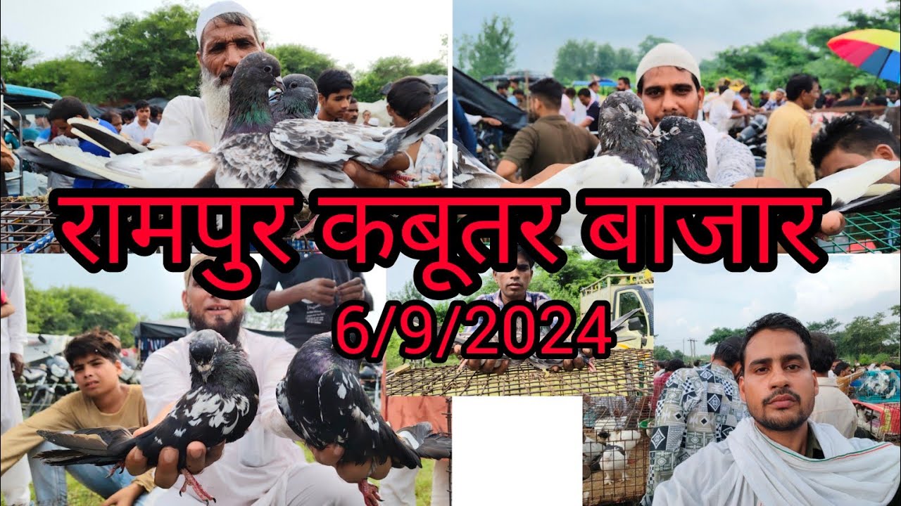 रामपुर कबूतर बाजार Rampur Kabootar barjar 6/9/2024 - YouTube