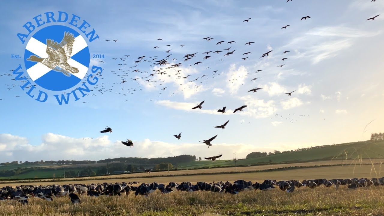 Goose Hunting in SCOTLAND, Working HUGE FLOCKS of pink footed geese ...