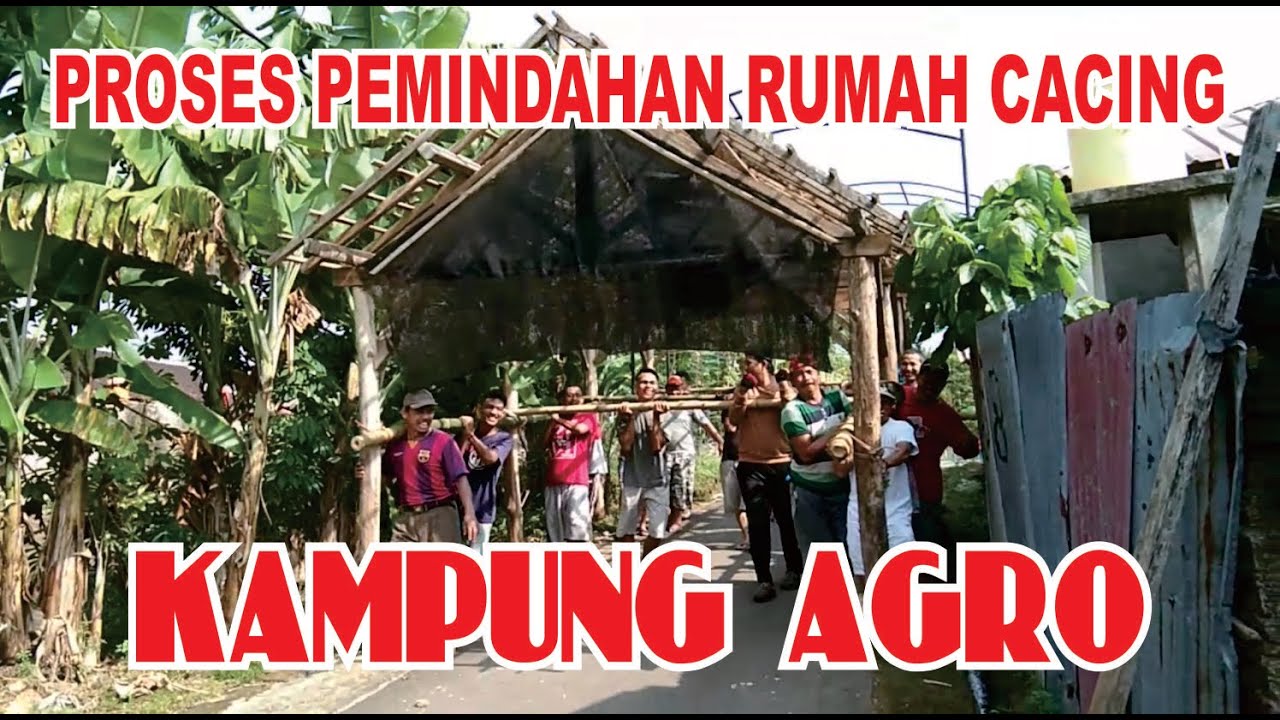 PROSES PEMINDAHAN RUMAH CACING KAMPUNG AGRO SINAR HARAPAN - YouTube