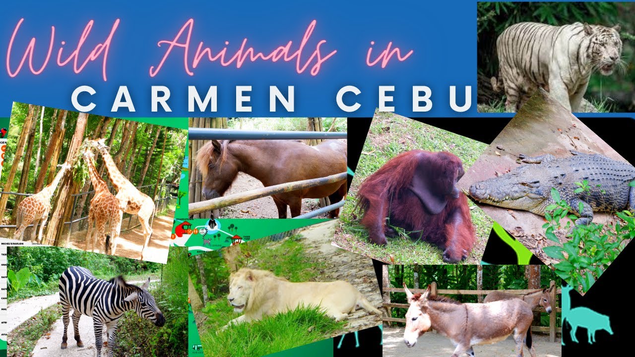 ZOO IN CARMEN CEBU | WORLD CLASS- A MUST VISIT PT.1 - YouTube