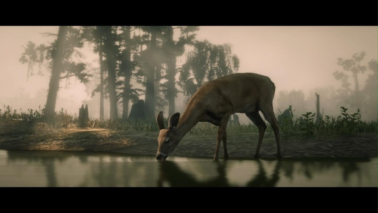 Red Dead Redemption 2 Online Legendary Banded Gator - YouTube