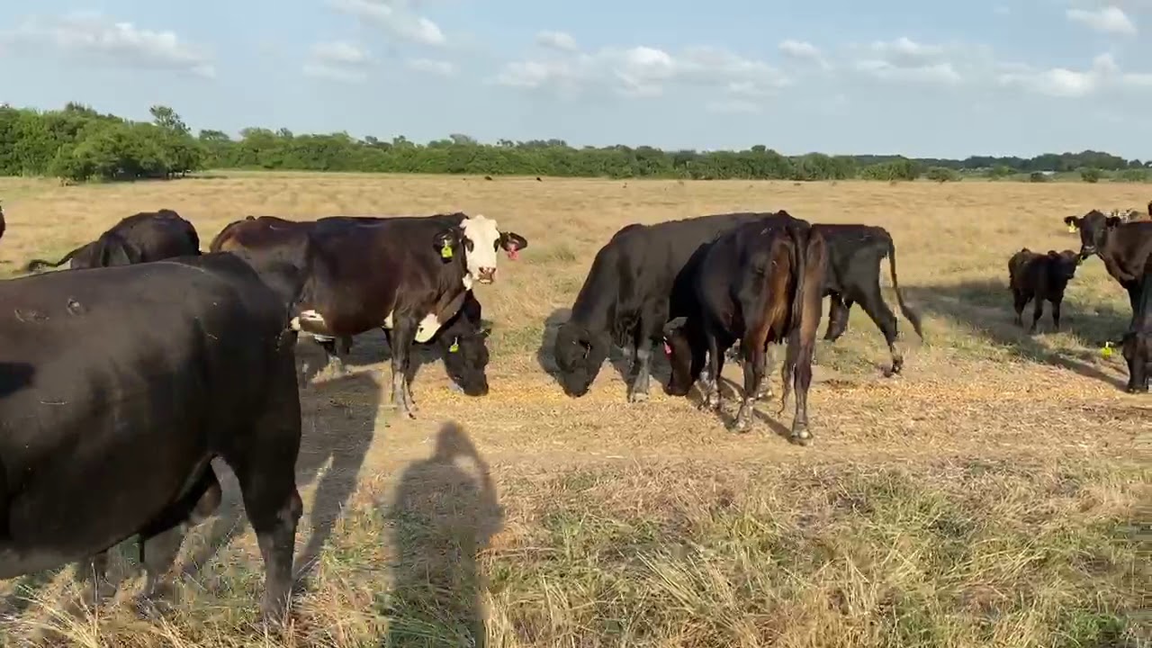 42 Angus, Brangus and Black Motley Face pairs, #0630 | Cattle for sale ...