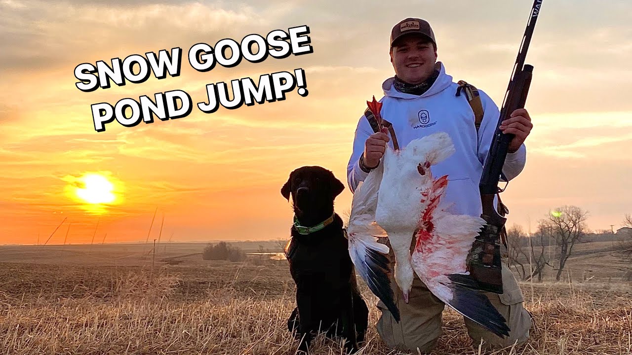LOADED SNOW GOOSE POND JUMP! | My Dogs First Retrieve! - YouTube