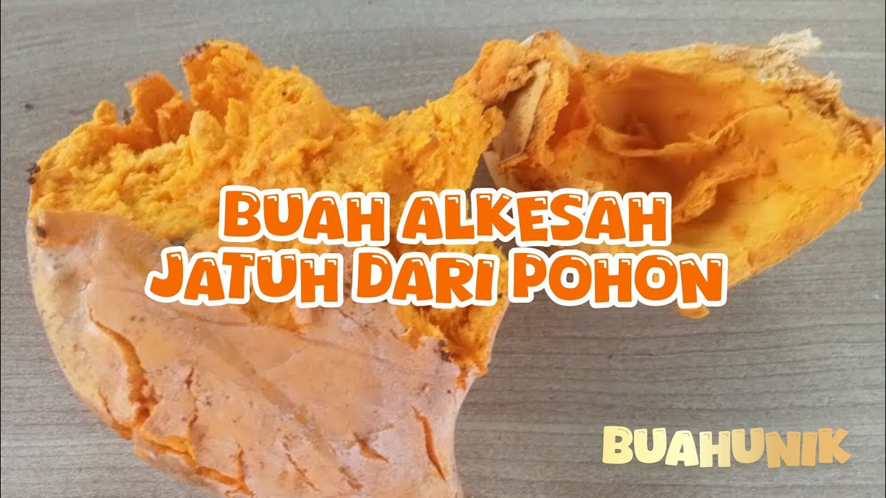 BUAH ALKESAH JATUH DARI POHON (buah perpaduan antara alpukat dan ubi ...