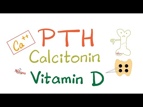 PTH, Calcitonin, and Vitamin D | 1,25-di(OH)-cholecalciferol (Vitamin D) - Calcium & Phosphate 