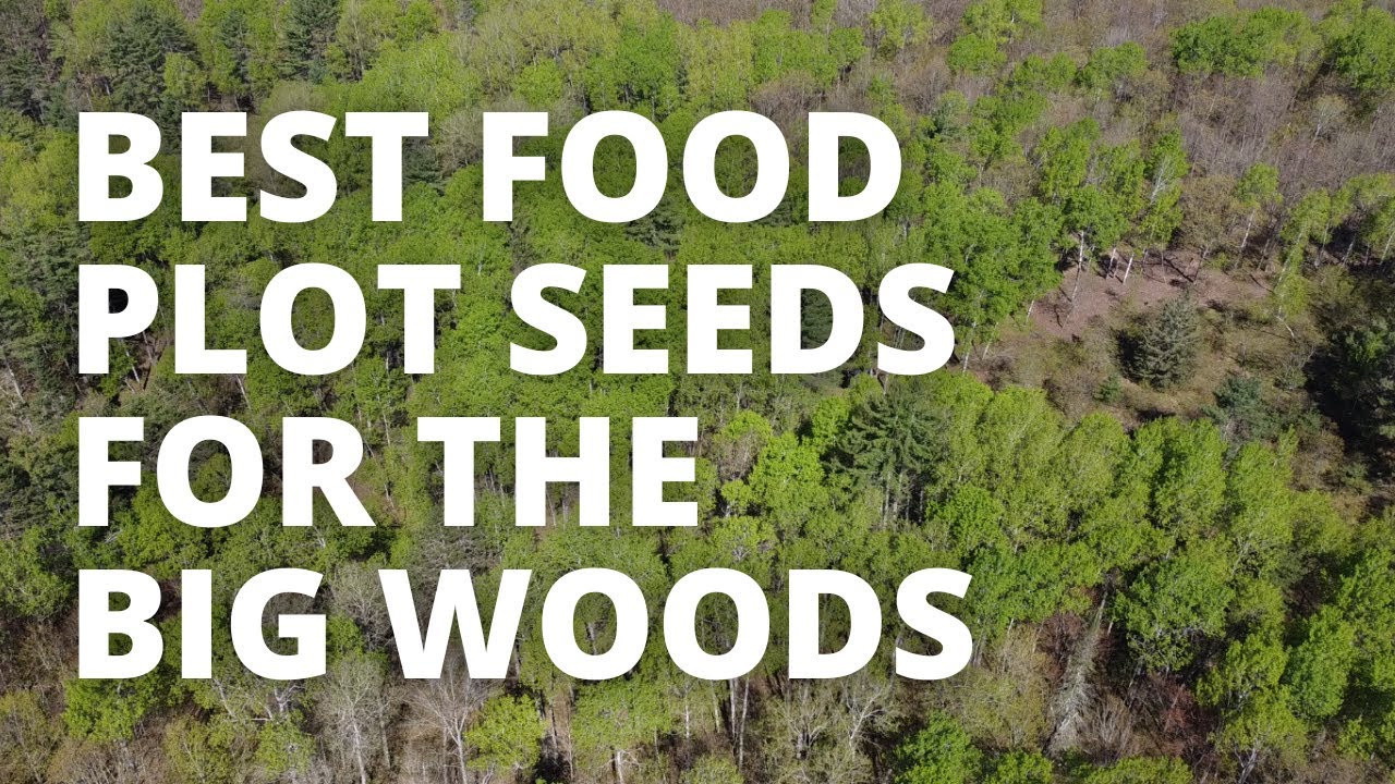 #1 Big Woods Food Plot Seed Mix - YouTube