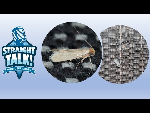 Clothes Moths and the Damage They Cause on Rugs and Fabrics - YouTube