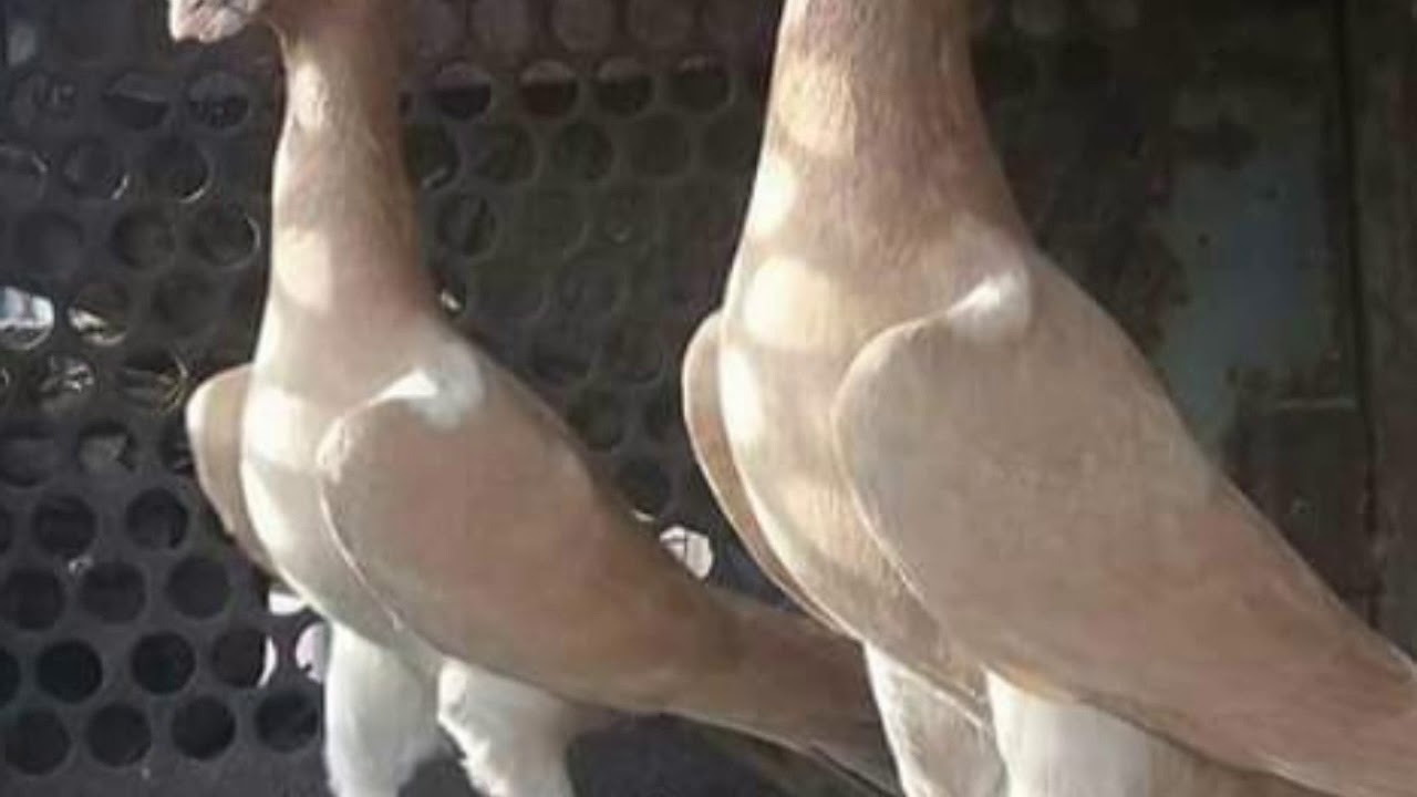 Pel nature of the animal - YouTube