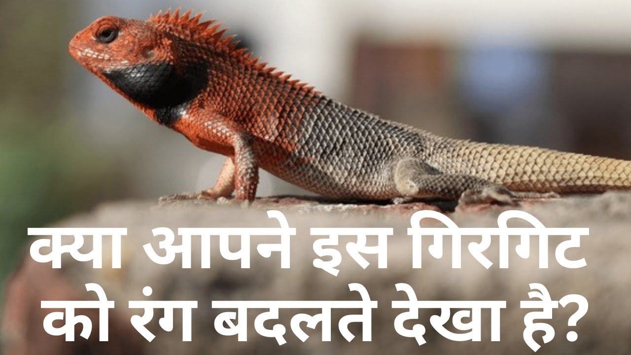 गिरगिट का रंग बदलने का जादू (Girgit: Rang Badalne ka Jaadu Chameleon ...